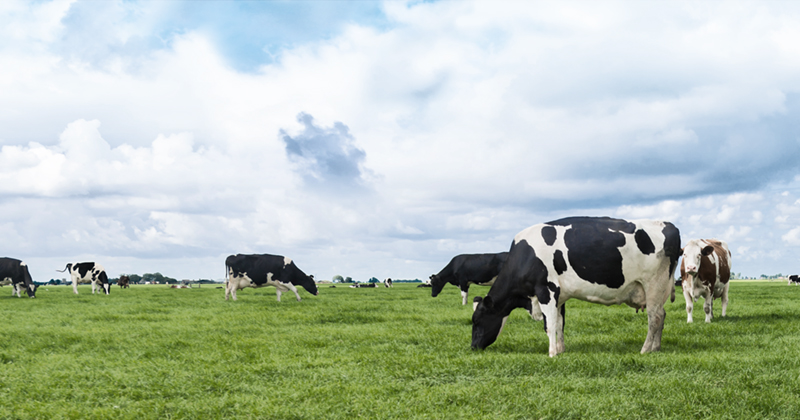 RT Nº 46: Los Activos Biológicos, su reconocimiento, medición y ...